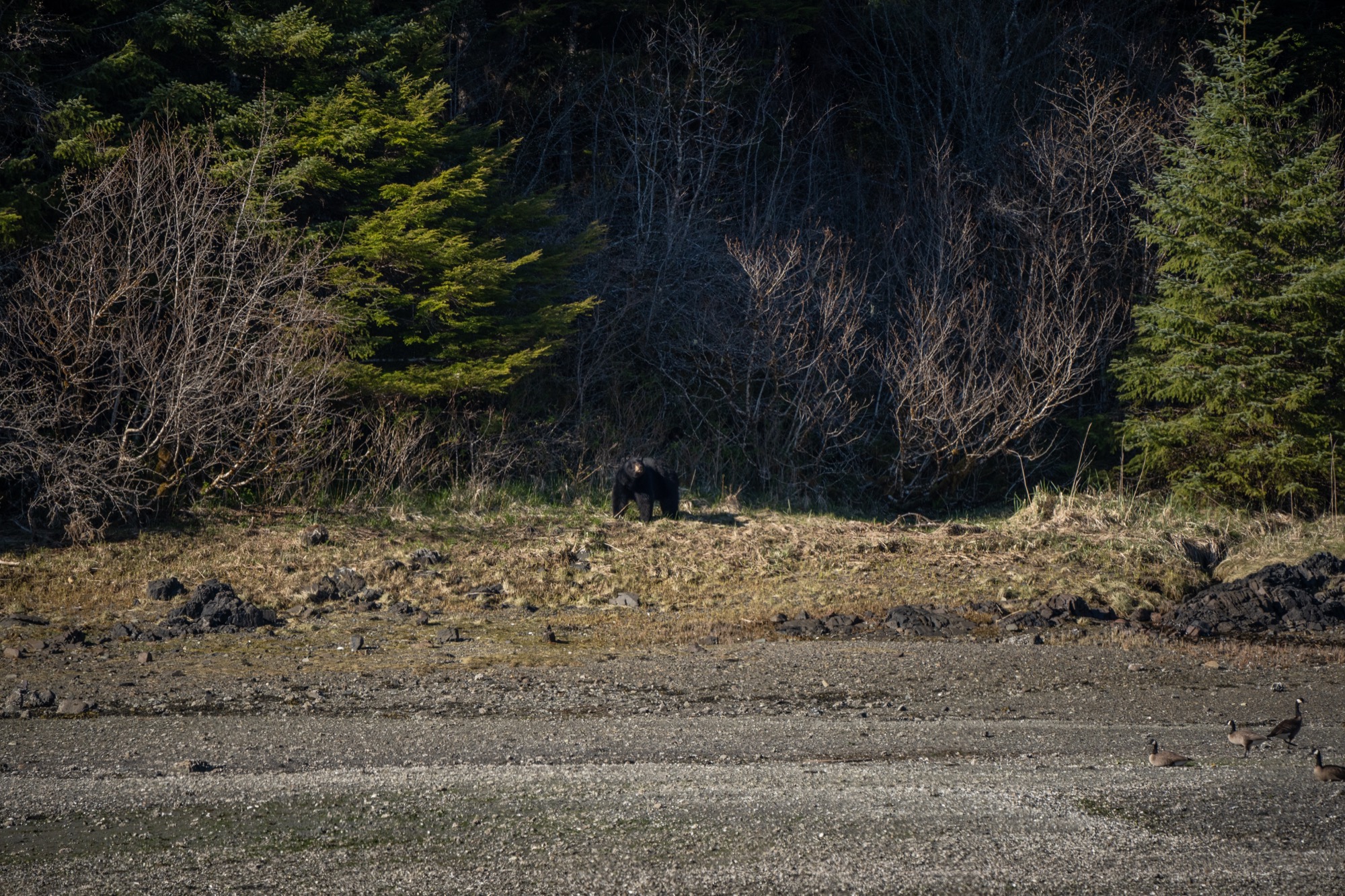 Black Bear Gallery | Alaska Boat Hunts