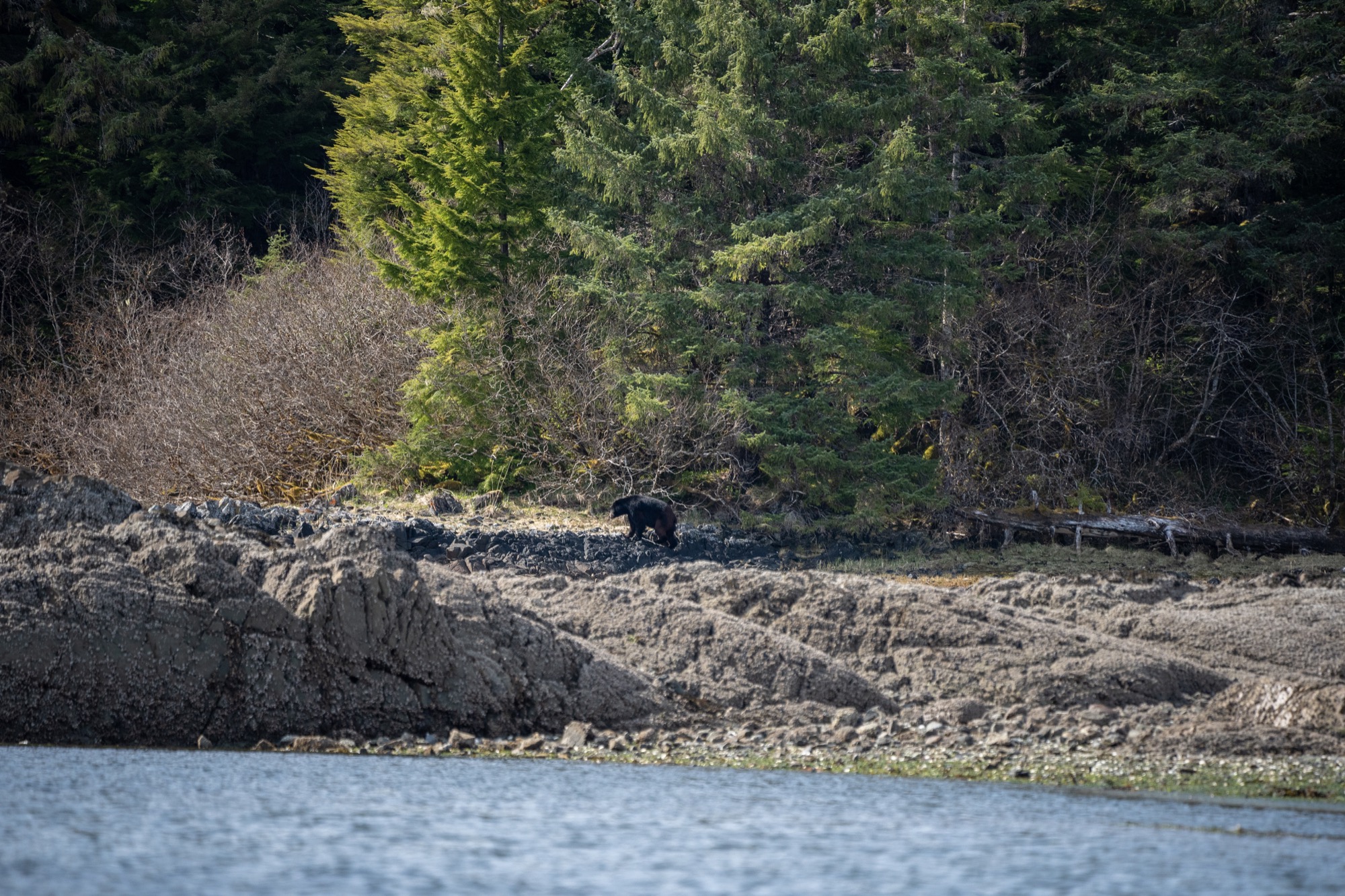 Black Bear Gallery | Alaska Boat Hunts