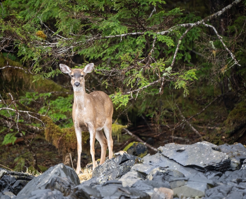 Sitka Deer Hunting | Alaska Boat Hunts
