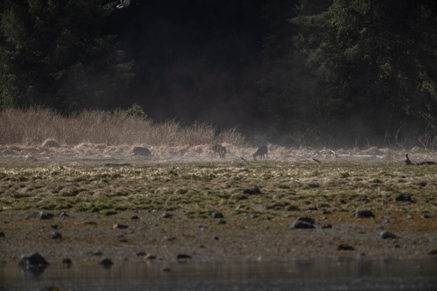 Pursue Majestic Sitka Deer On Alaska Boat Hunts