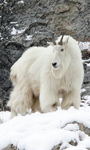 Mountain Goat Gallery | Alaska Boat Hunts